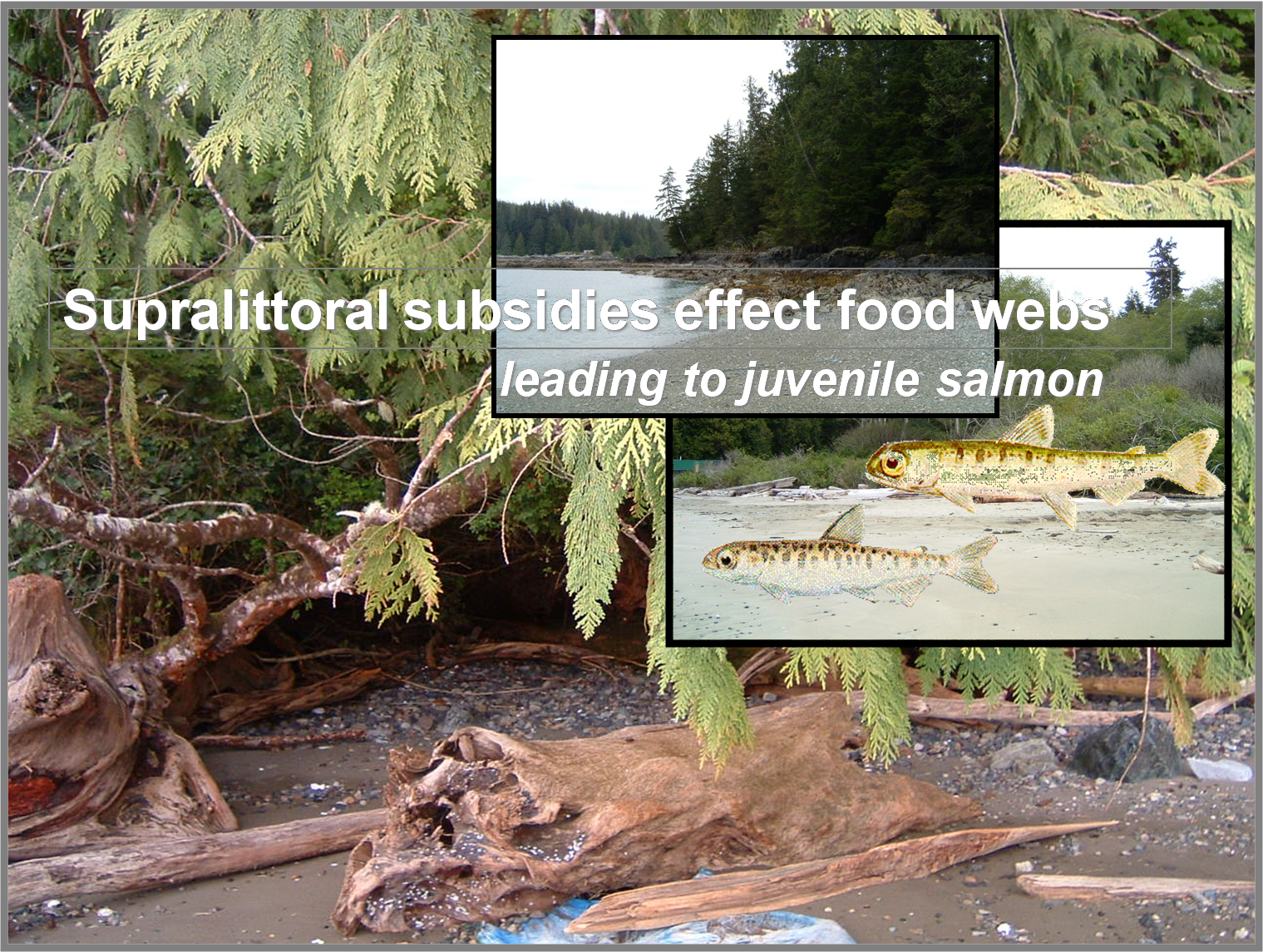 Food Web Ecology Lab: baby salmon need trees!
