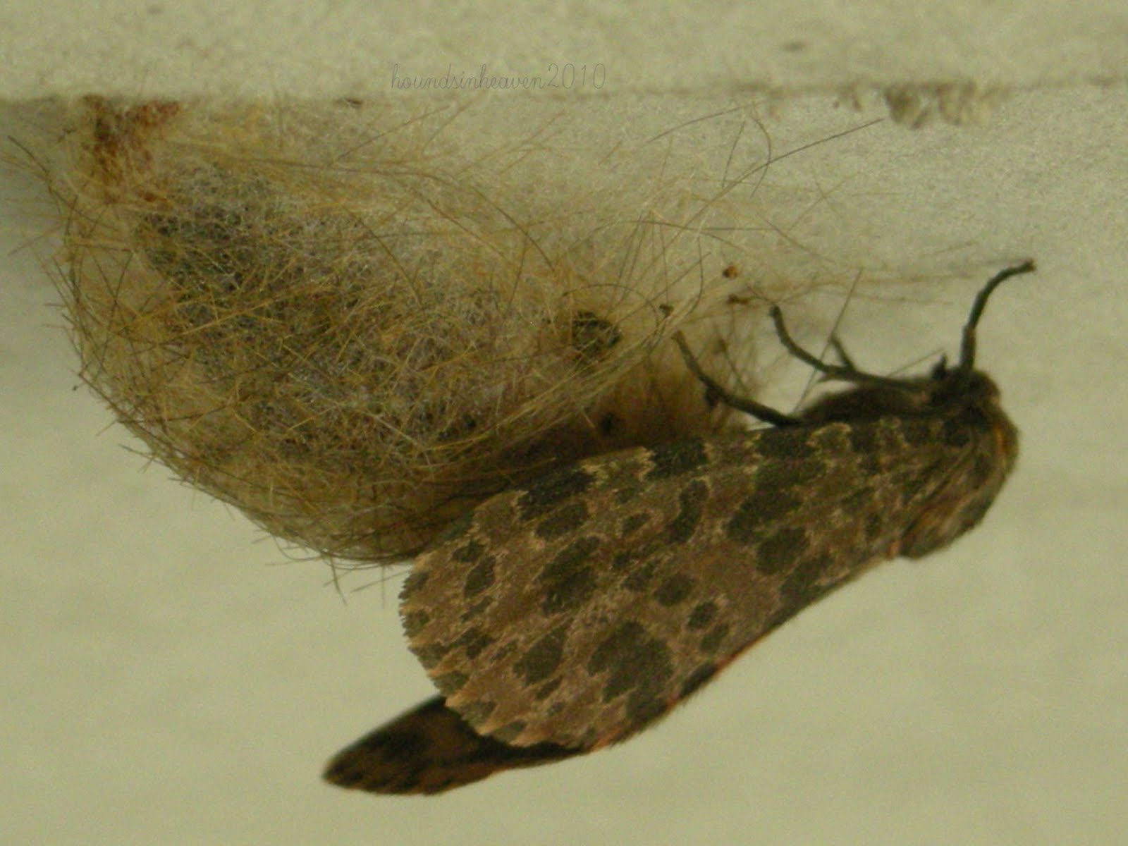 lui is in heaven: The Continuing Saga of Ms. Higad