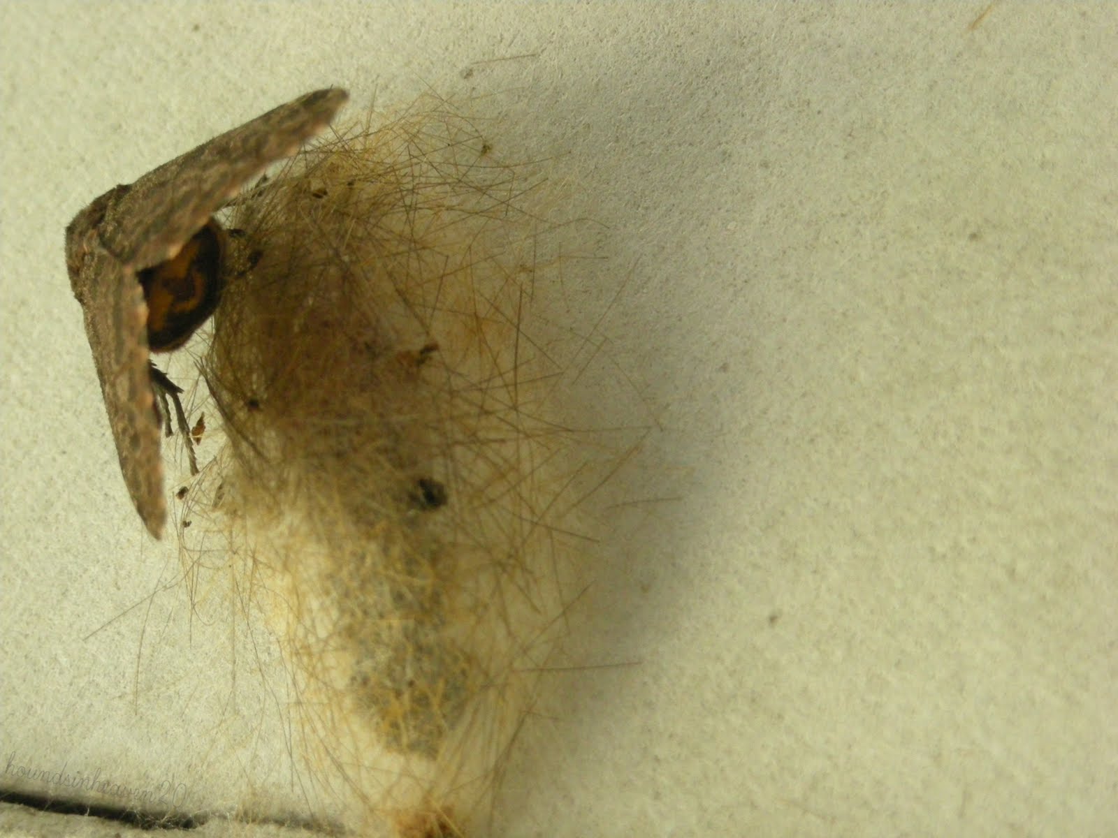 lui is in heaven: The Continuing Saga of Ms. Higad