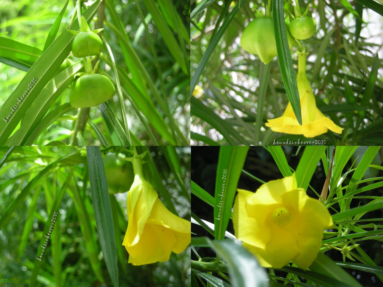 lui is in heaven: Could This Be A Yellow Bell Flower?