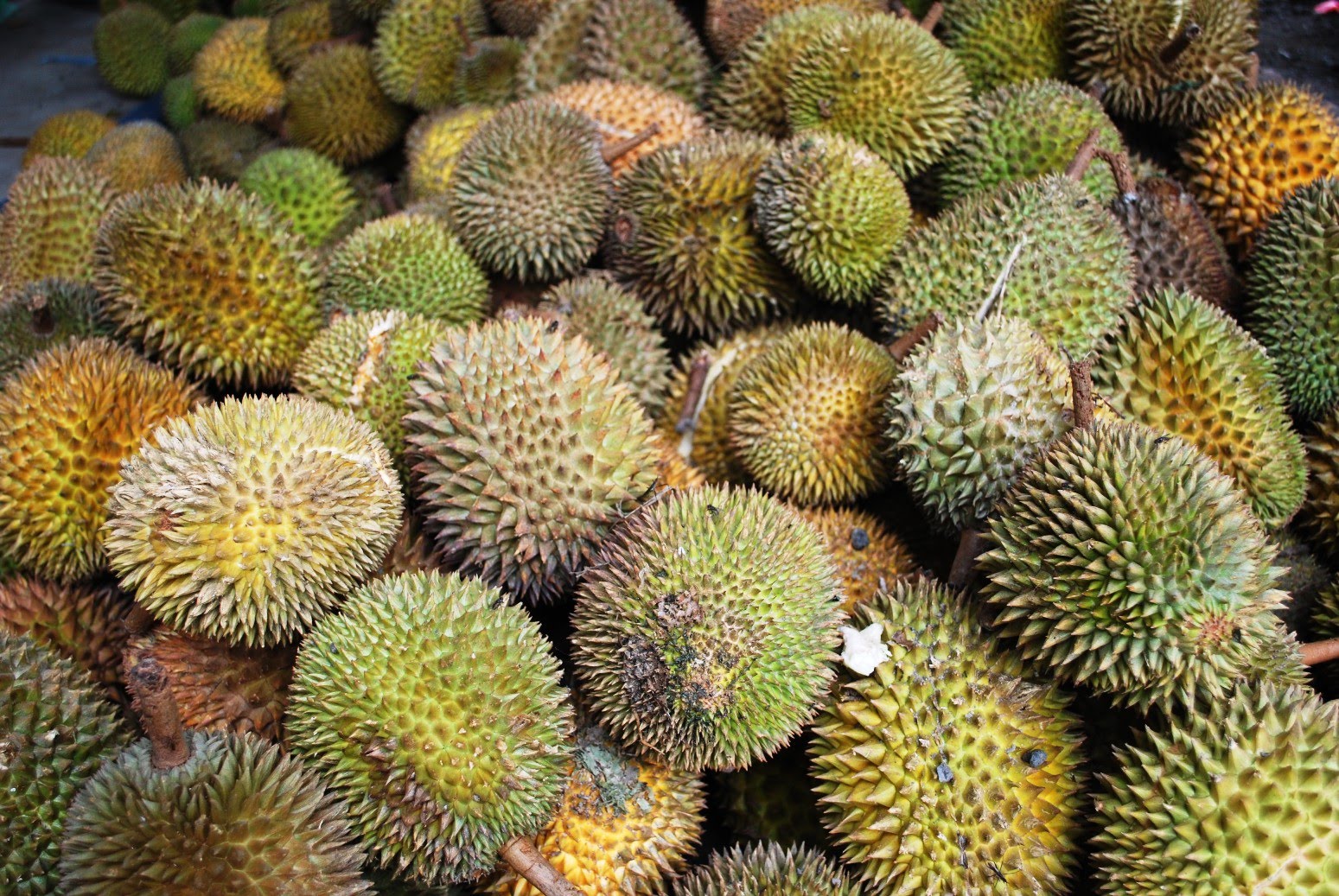Musim Durian | Travel Guide & Makan² Guide