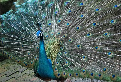 Taman Burung Kuang Ajil | Travel Guide & Makan² Guide