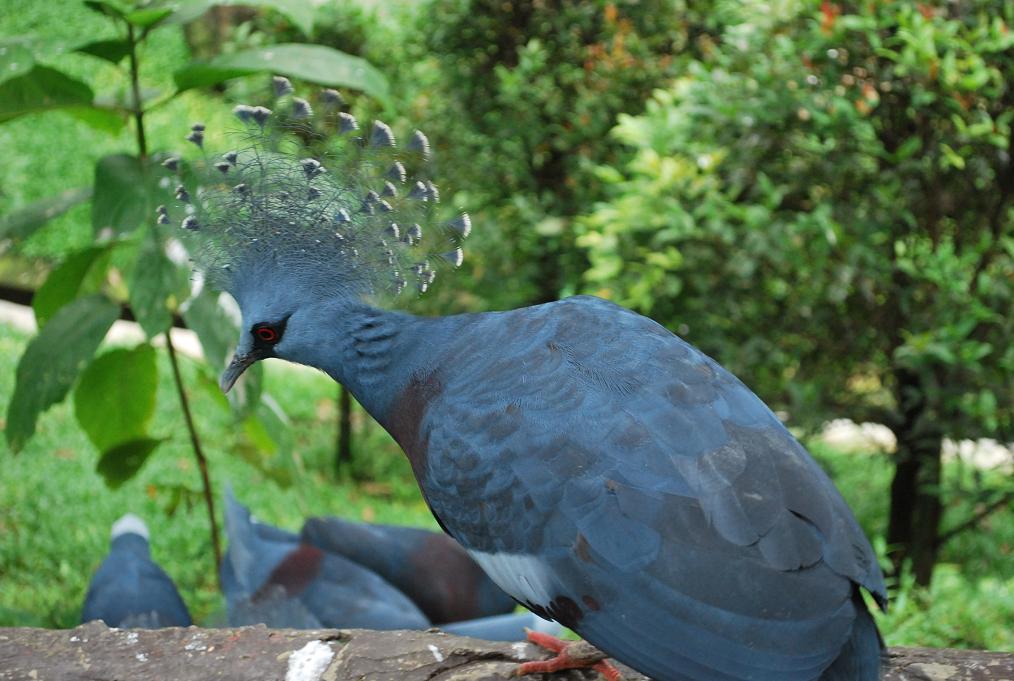 Taman Burung Kuang Ajil | Travel Guide & Makan² Guide