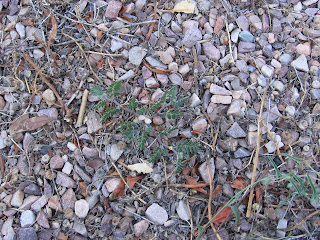 Timeless Oasis Garden: My Battle with Three Corner Jacks