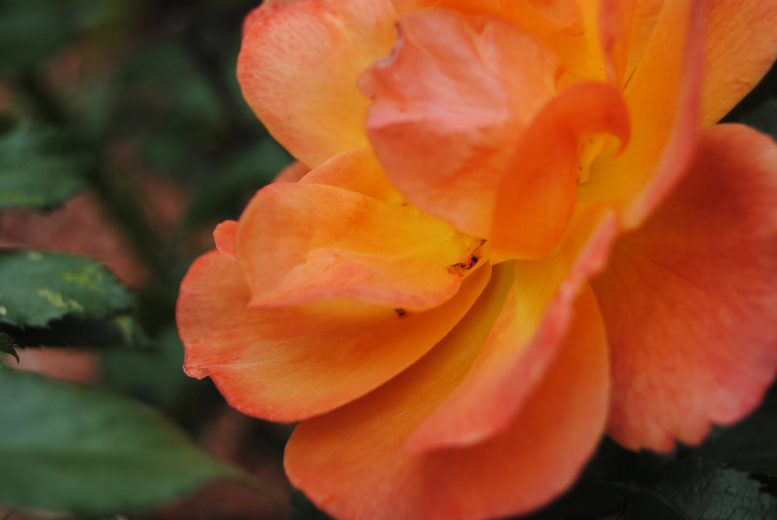 Three Squares A Day: Ross Flowers 5/23