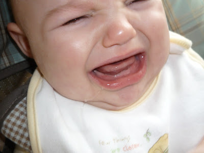 The Merkel Family: The first tooth bud