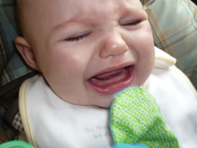 The Merkel Family: The first tooth bud