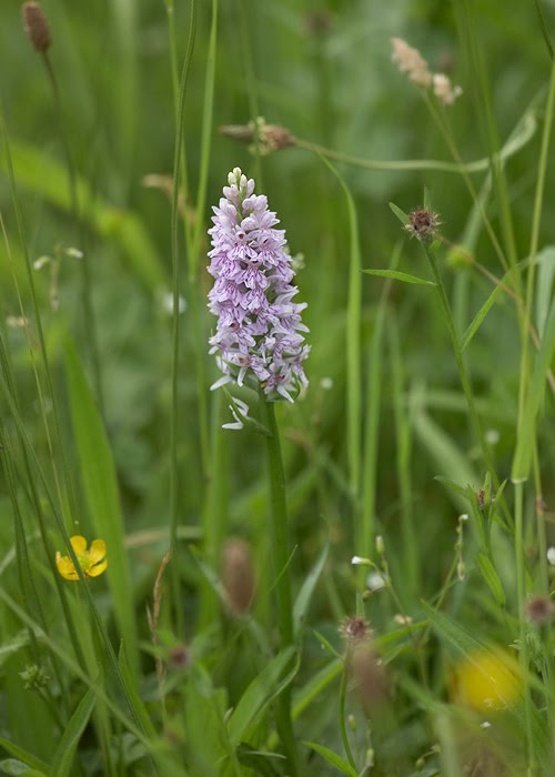 Wildlife Photography across the Water: Local Patch - Orchid Progress