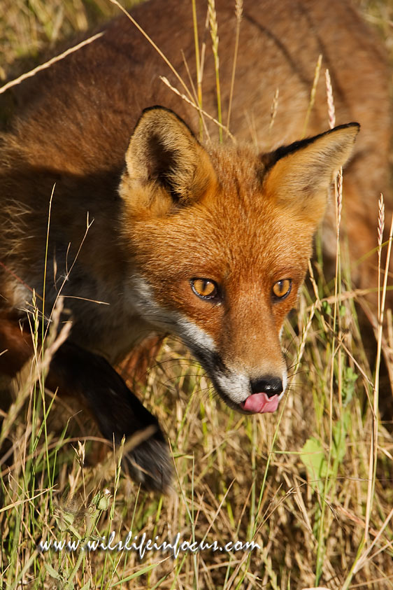 Wildlife Photography across the Water: Badgers,Fox and birds