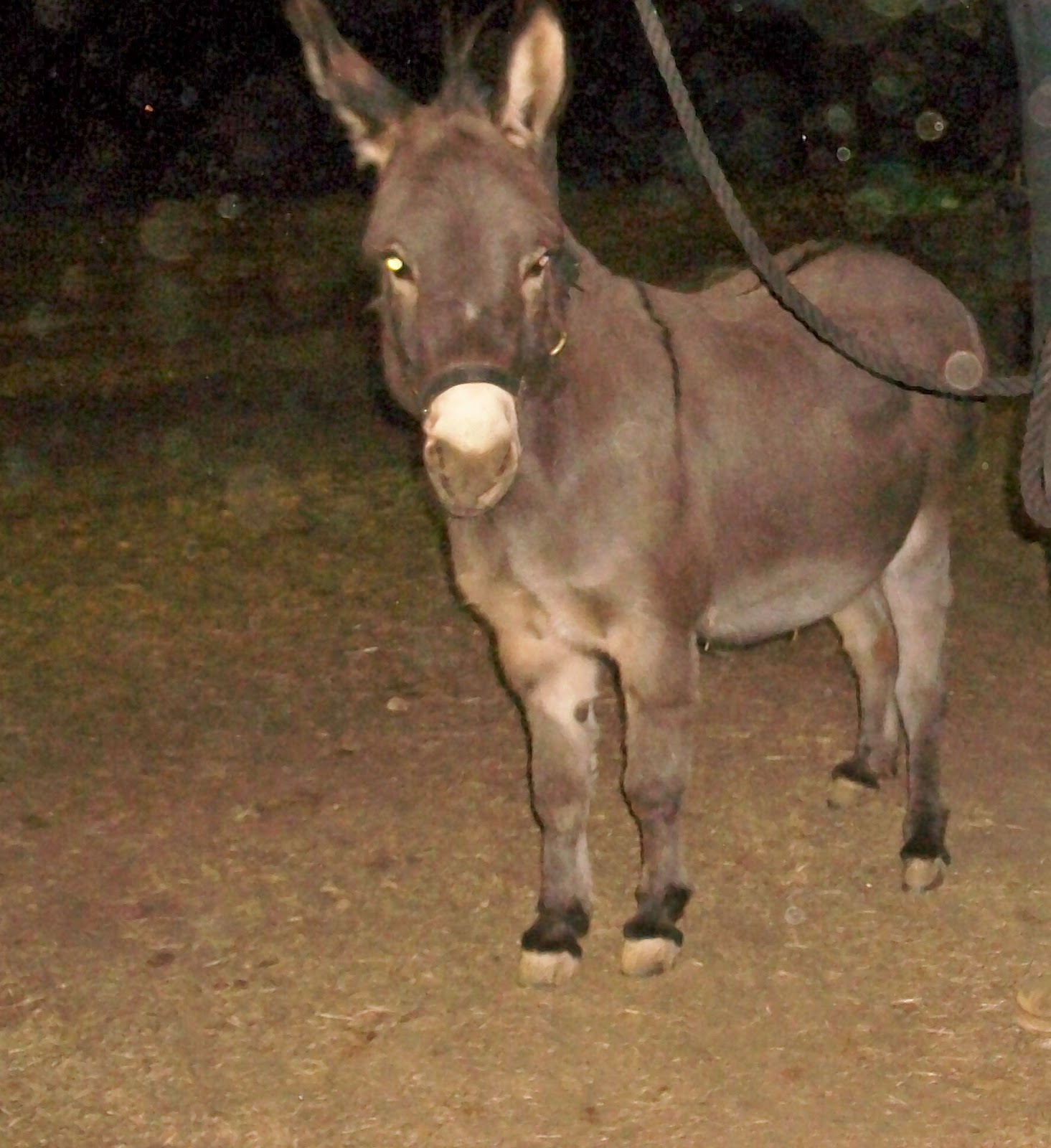 THE BACK IN THE SADDLE PROJECT: Best donkey in the world!