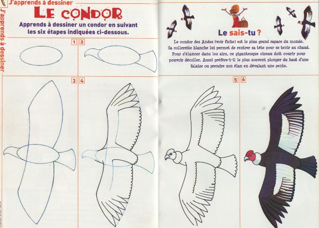 Ecuador 2009-2010: Apprendre à dessiner un condor en 6 étapes