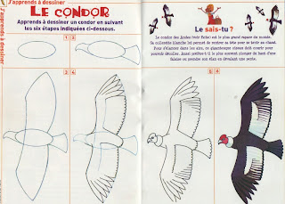 Ecuador 2009-2010: Apprendre à dessiner un condor en 6 étapes