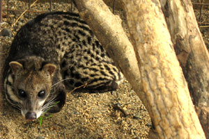 MUSANG, peliharaan pertama manusia?