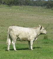 Life on the Farm @ Wadalba: Australian Beef Cattle Breeds- Murray Grey