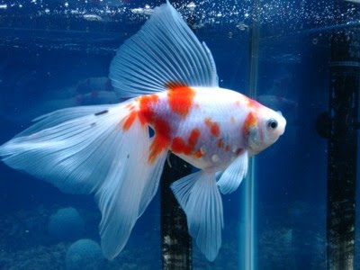 Acuarios Neptuno: Pez Calico cola de velo