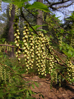 A Tidewater Gardener: Stachyurus praecox
