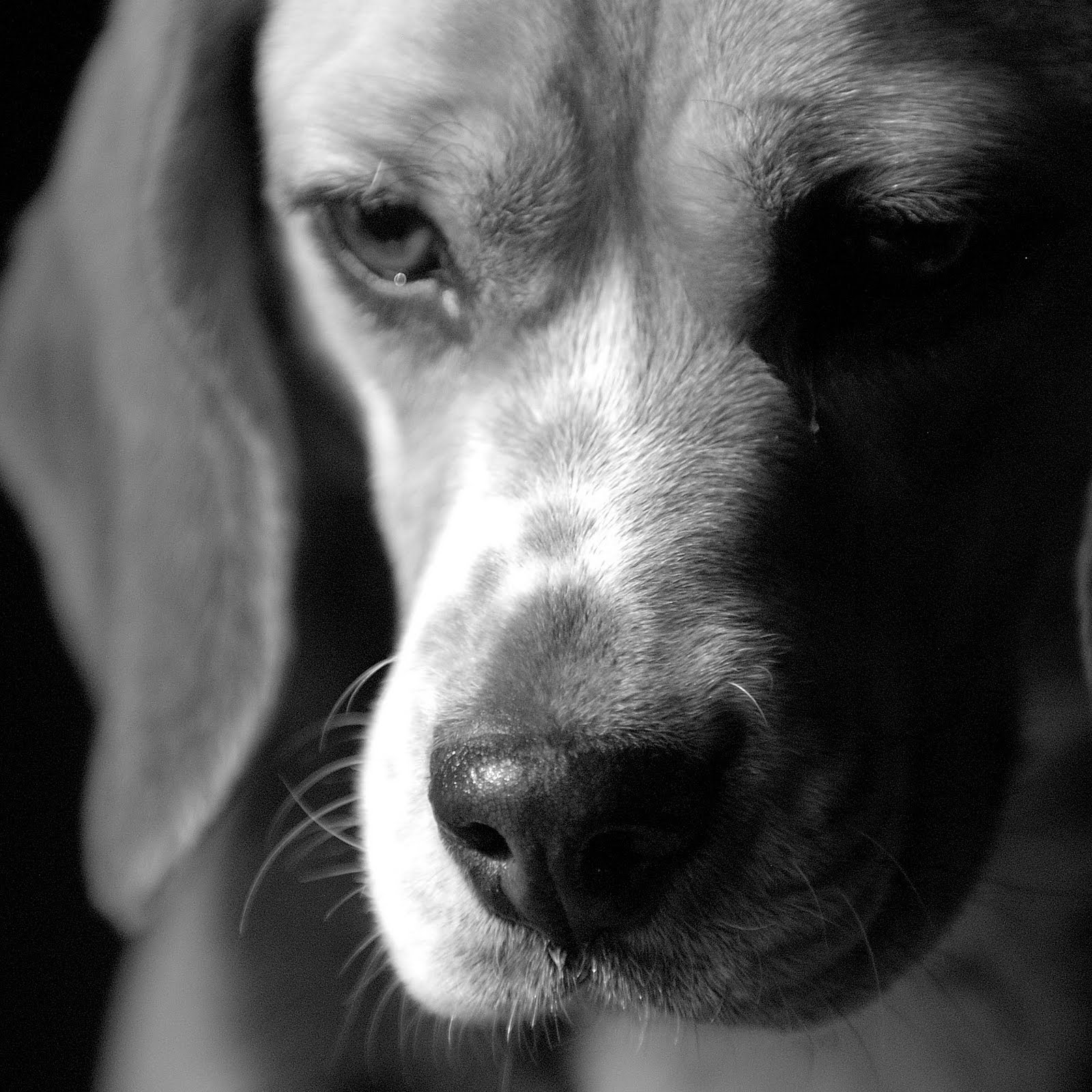 Soulful | Cute beagles, Beagle dog, Beagle puppy