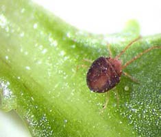 What's on the Horizon: Clover Mites