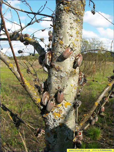 Anniversaries: Lest We Forget Chernobyl | HISTORIES OF THINGS TO COME
