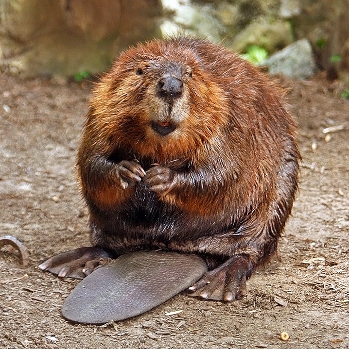 The Open Source Paleontologist: Re-Evaluating Ancient Beavers