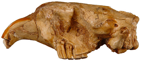 The Open Source Paleontologist: Re-Evaluating Ancient Beavers