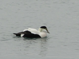 winter ducks | Mary Richmond's Cape Cod Art and Nature