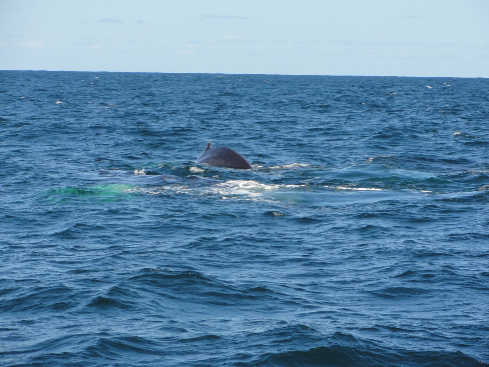 whales in cape cod bay | Mary Richmond's Cape Cod Art and Nature