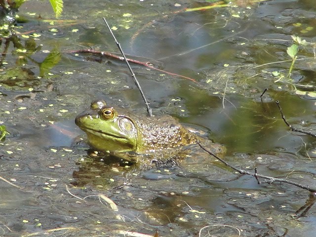 cape cod frogs | Mary Richmond's Cape Cod Art and Nature