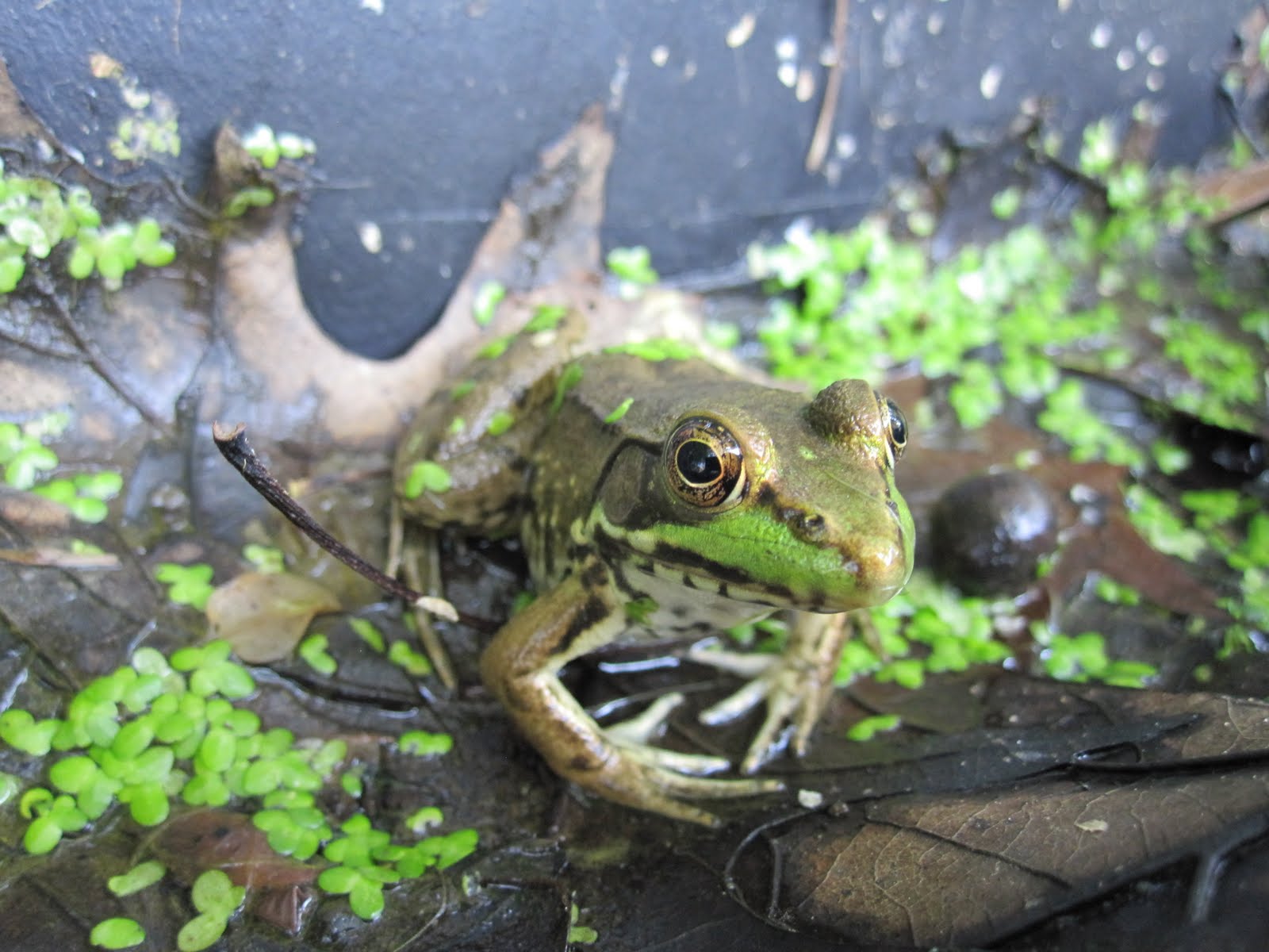 Cape Cod Art and Nature: Frogs in the Bogs....
