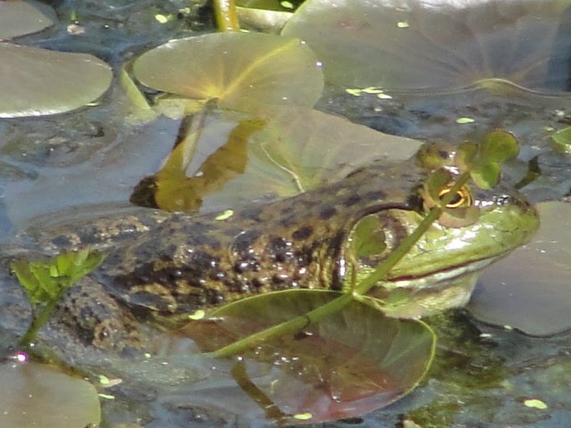 cape cod frogs | Mary Richmond's Cape Cod Art and Nature