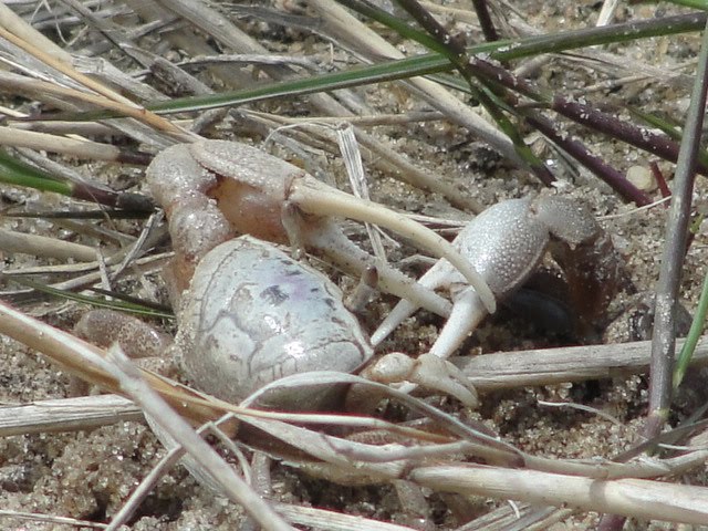 fiddler crabs | Mary Richmond's Cape Cod Art and Nature