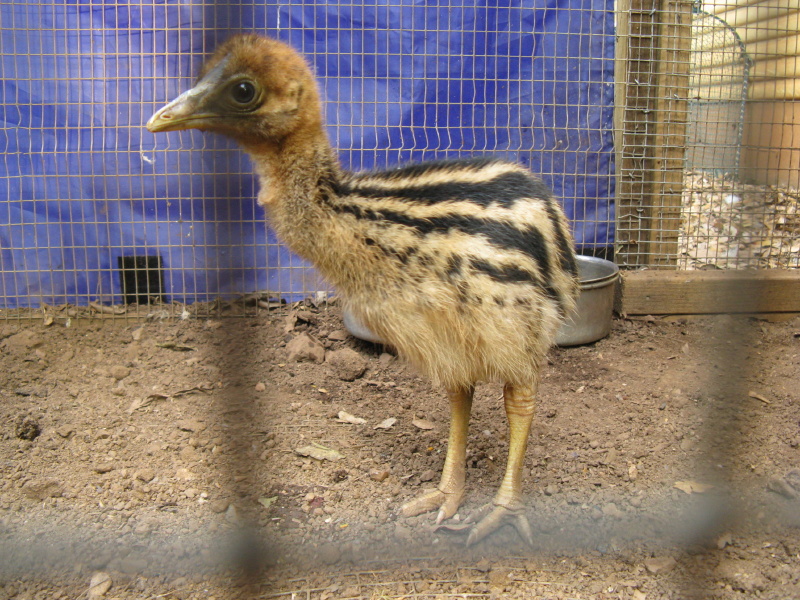 Feline Underground: cassowaries are adorable, deadly
