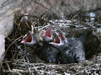 Aprendendo Novas Lições com os Corvos