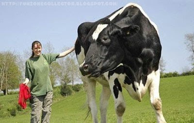 alanisu: World Largest and Biggest Bull Ever