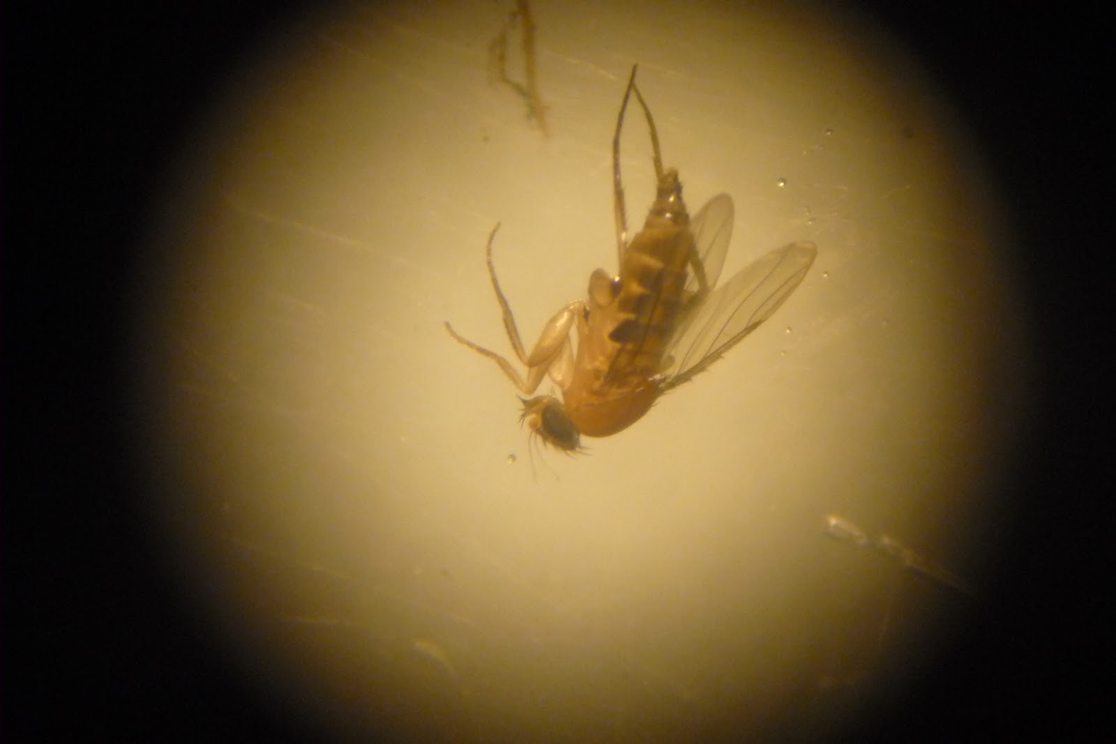 Mosca de la fruta (Drosophila melanogaster)