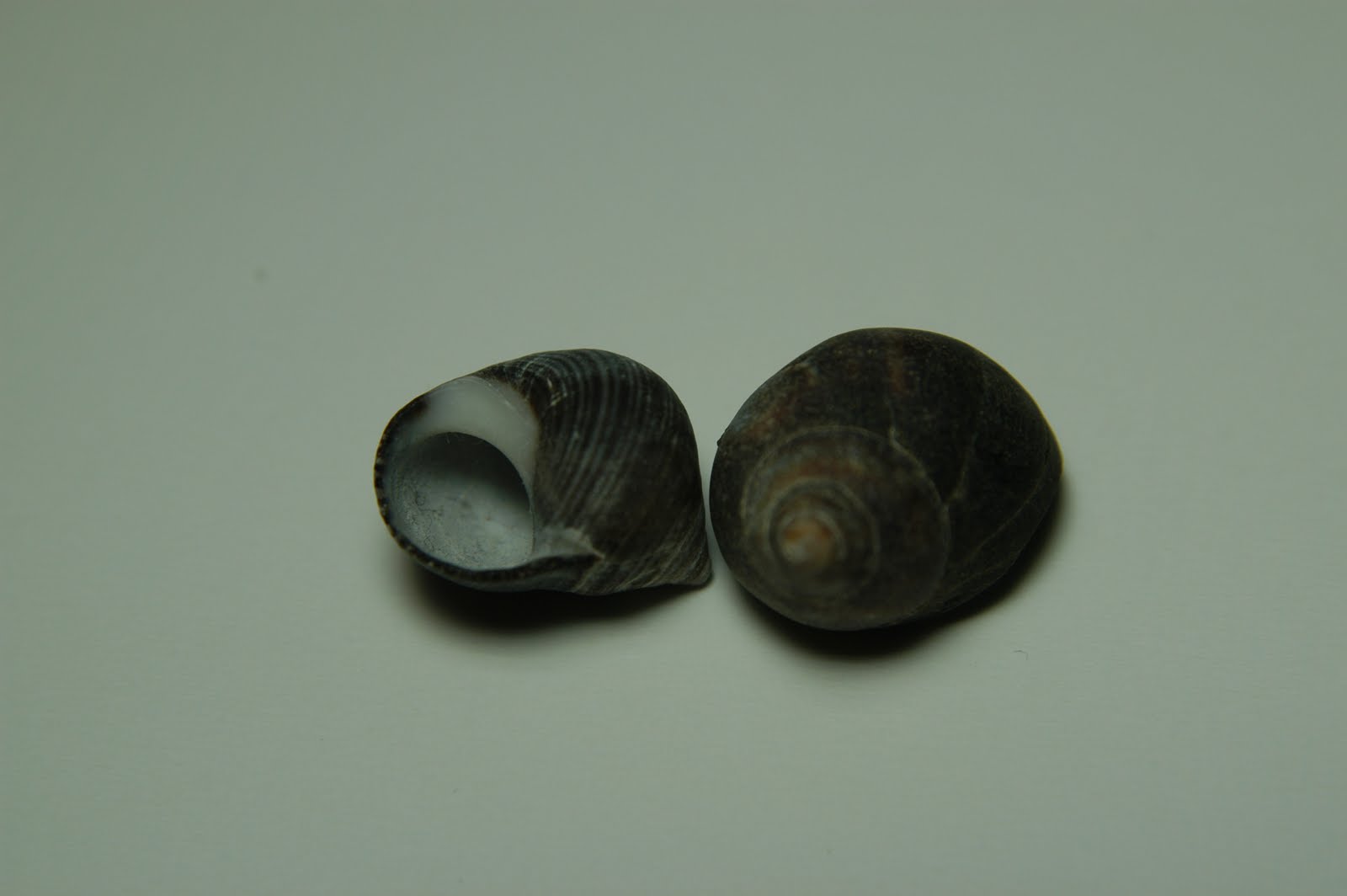 Musings from a North Carolina Sheller: Marsh Periwinkle and Florida ...