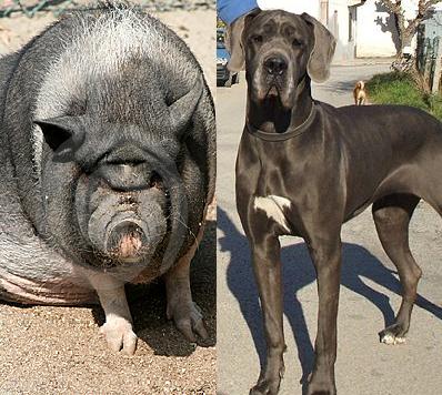 Giulia Passione: Giulia Passione: Il Porco col cane