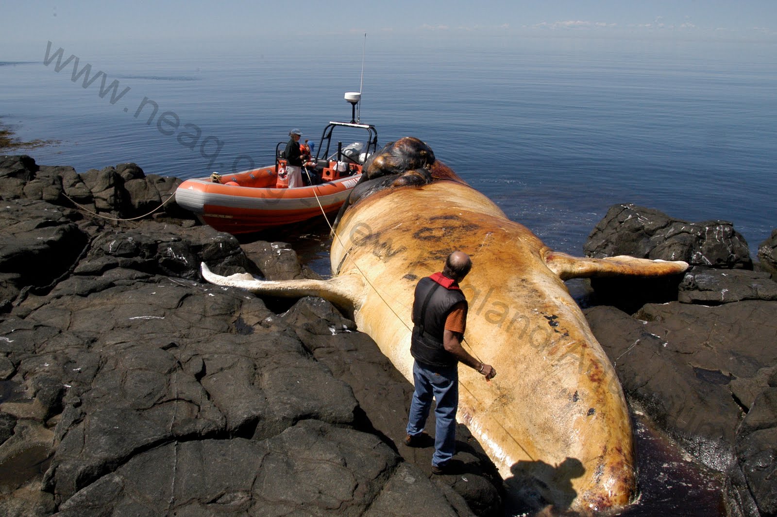 Right Whale Research Blog
