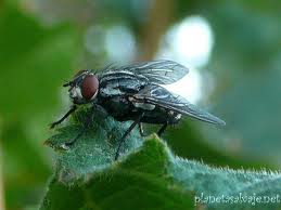 PARASITARIAS: PARASITOS INTERNOS MOSCA COMUN