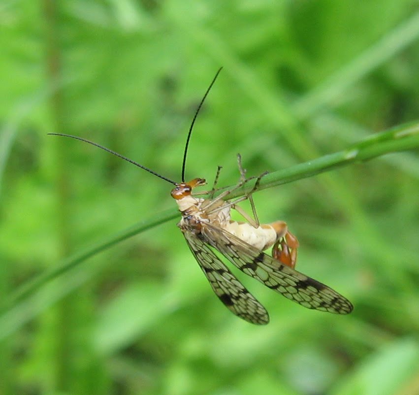 Tangled Web: Scorpionfly (Panorpa sp.)