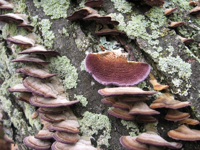 Tangled Web: A Few Fall Fungi