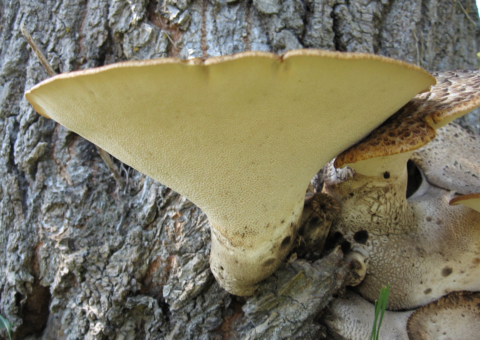 Tangled Web: A Few Fall Fungi