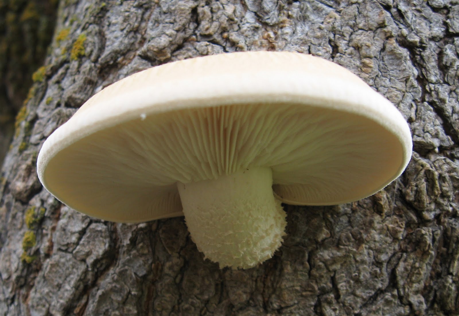 Tangled Web: A Few Fall Fungi