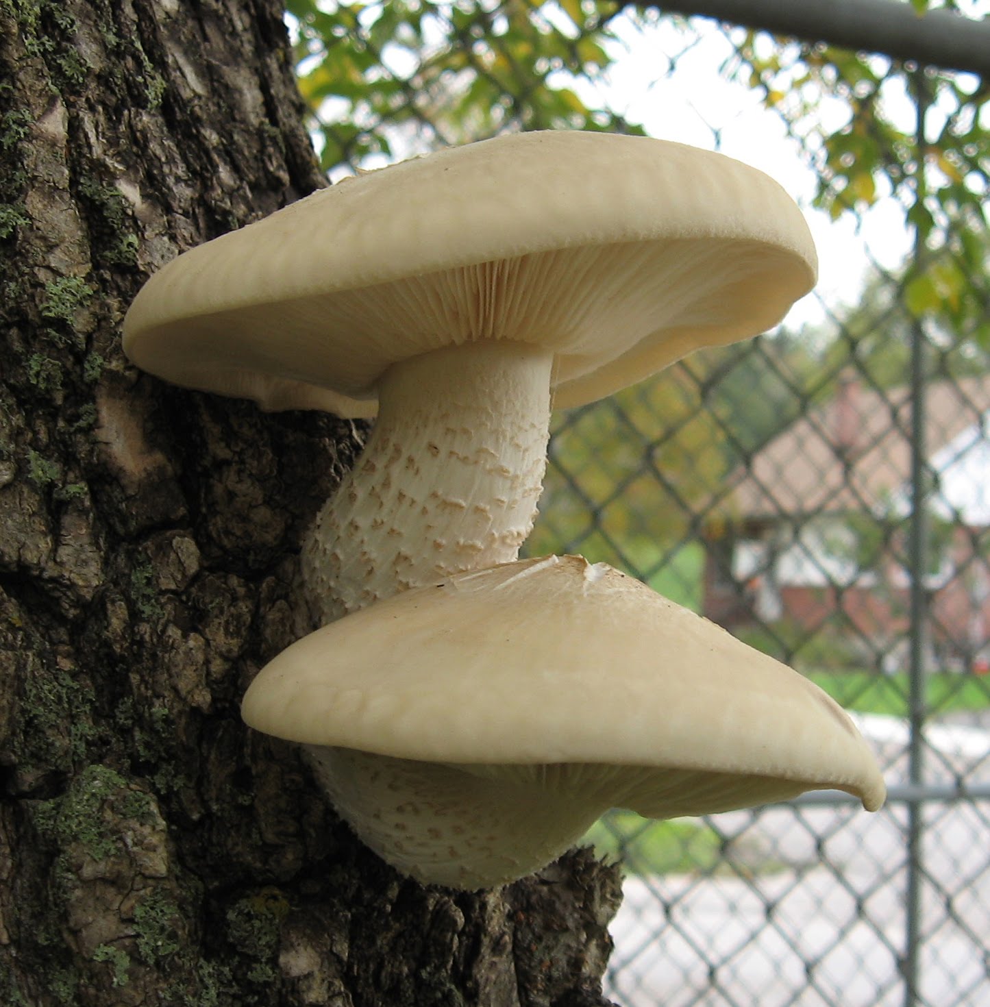 Tangled Web: A Few Fall Fungi