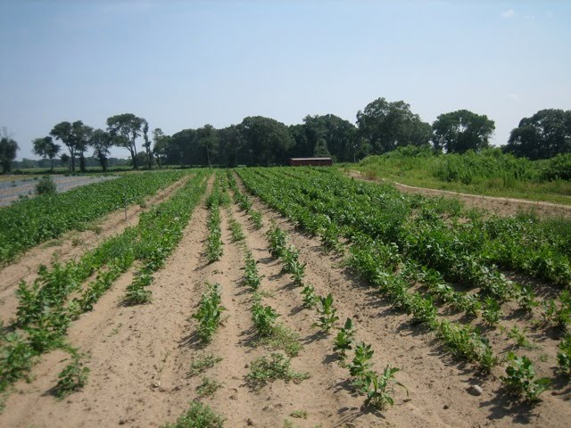 Wheat And Tomato: Four Town Farm
