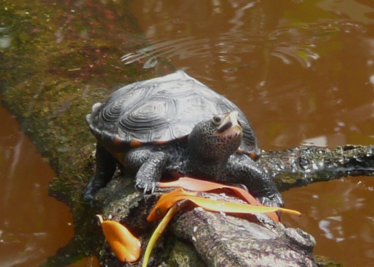 Florida Suncoast Birding: Diamondback Terrapins - Sanibel Island