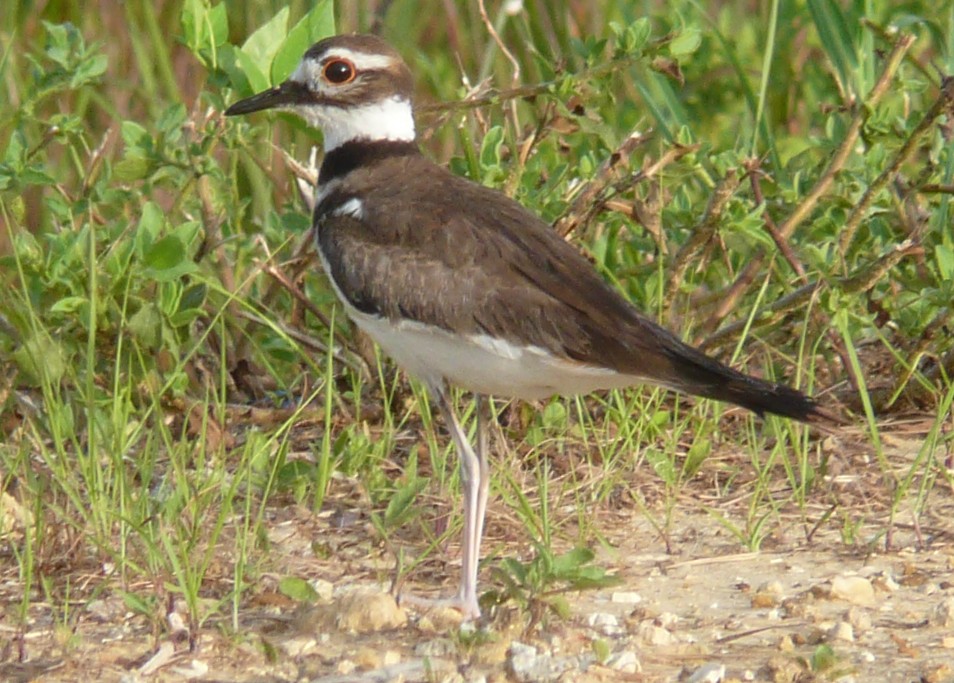 Florida Suncoast Birding: Killdeer
