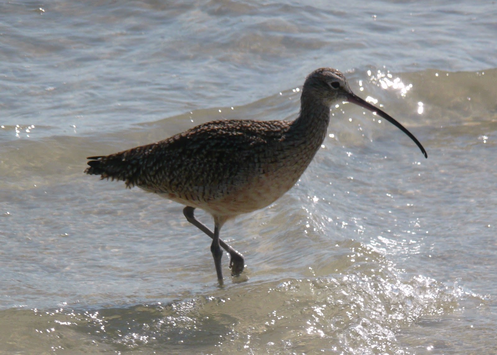 Florida Suncoast Birding: Long-billed Curlew - a Visit to Bunche Beach