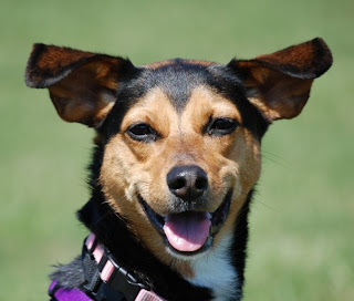 Julie: Dog of the Week