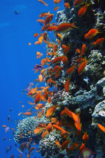 Dračí blog: obrázky ryb